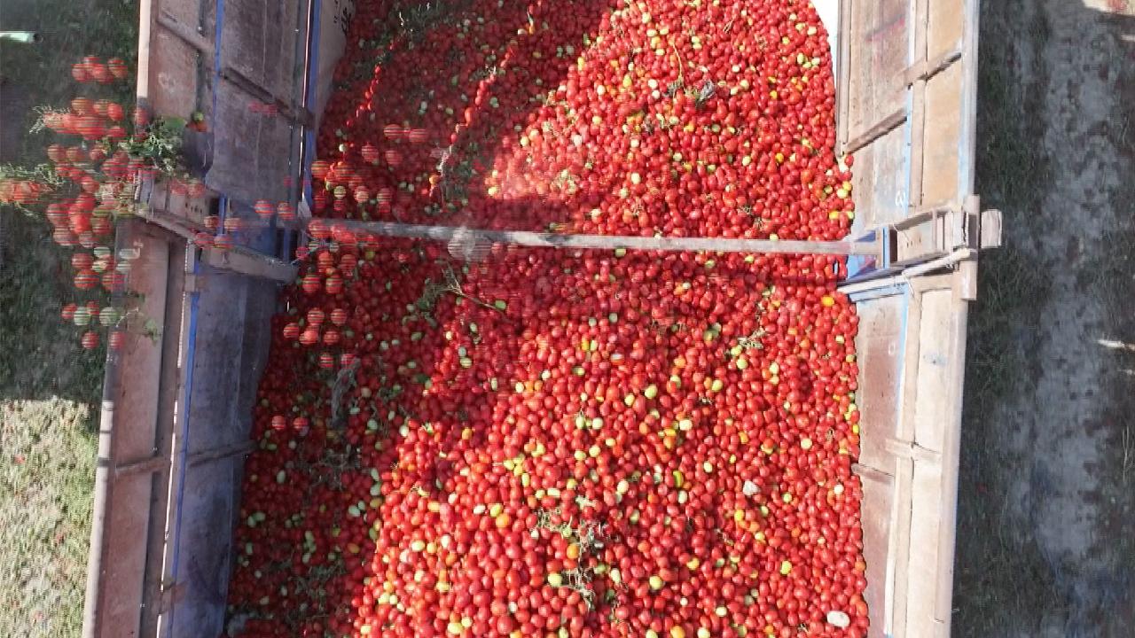 Xinjiang: Mechanical harvesting of tomatoes for a bumper harvest - CGTN