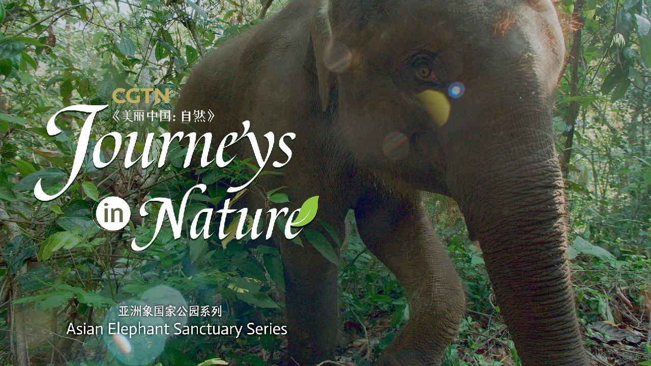 Asian Elephant Sanctuary Ep. 7: Rainforest gardener - CGTN