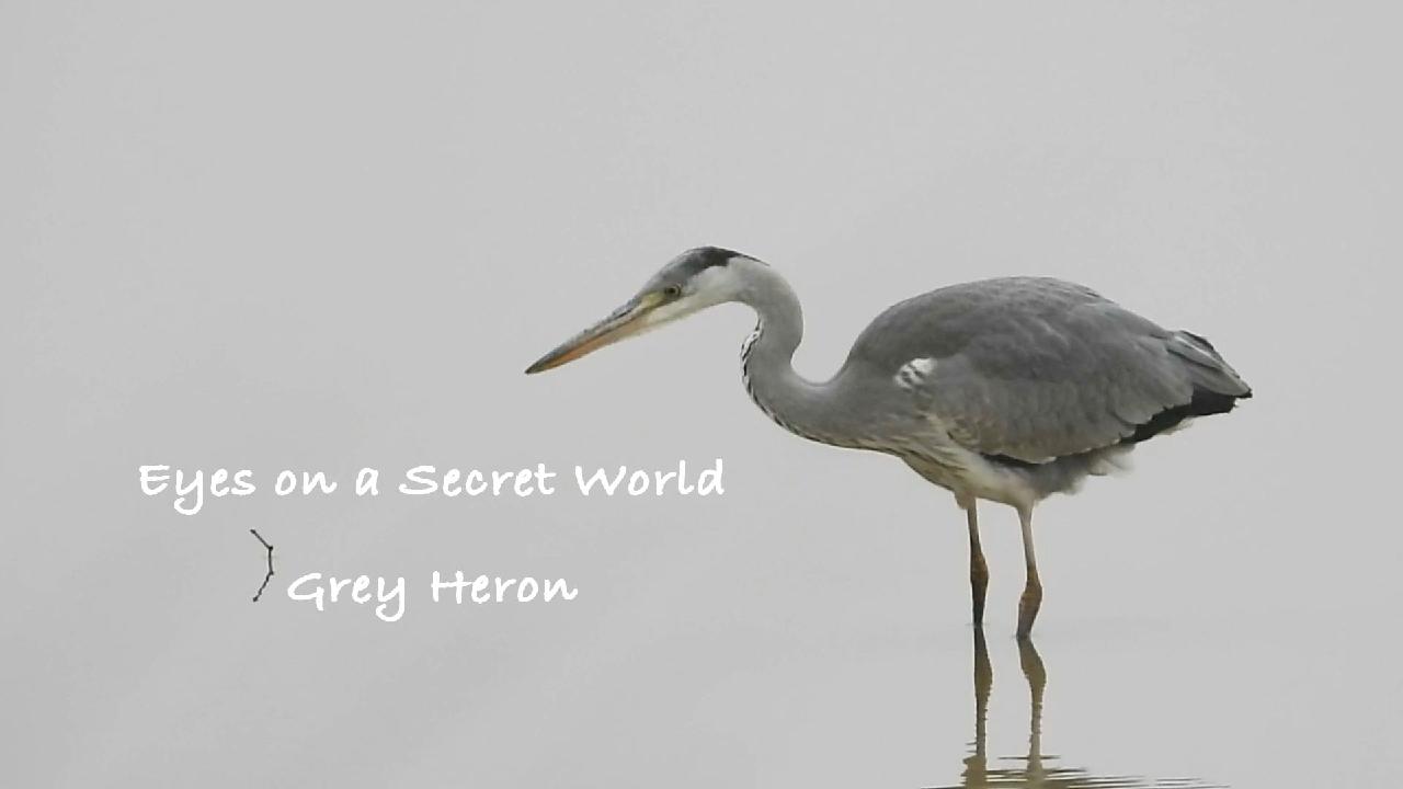 Eyes on a Secret World Ep. 10: Grey heron - CGTN