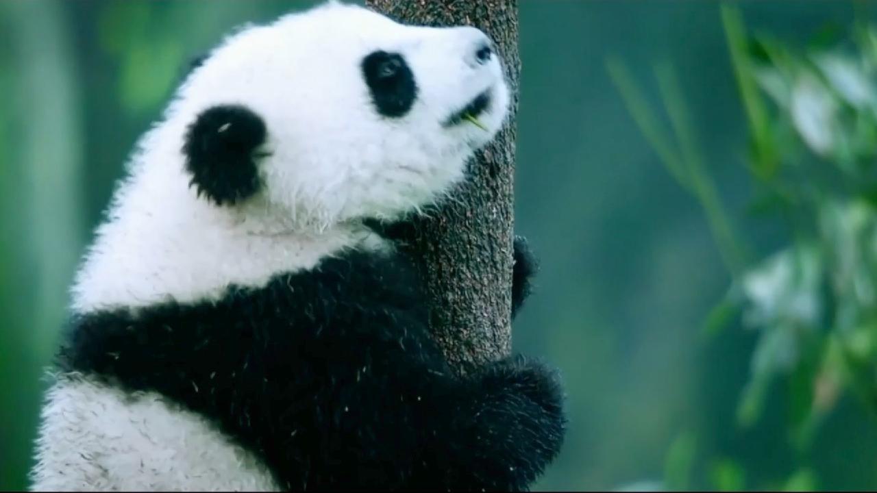 Golden Panda Awards: Film and TV building community with shared future ...