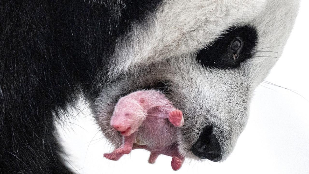 Russia Welcomes Birth Of Its First Giant Panda Cgtn