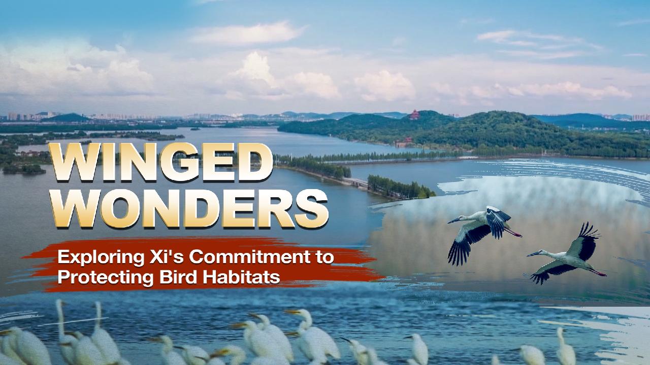 Winged wonders: Exploring Xi's commitment to protecting bird habitats ...