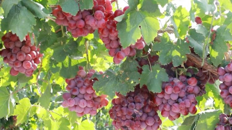 NW China's Xinjiang ushers in grape harvest season - CGTN