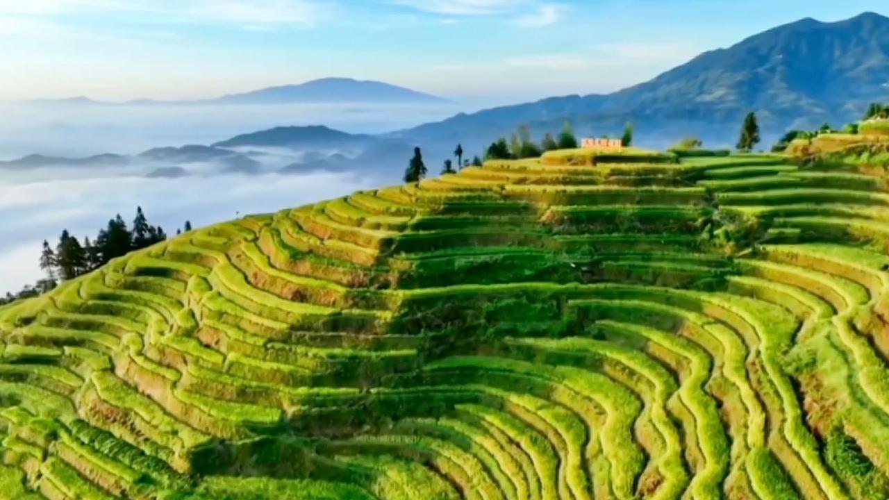 More international efforts called for to protect world's terraces - CGTN