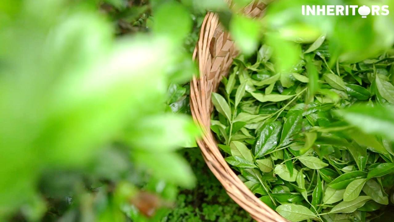 Ten steps to make Dahongpao oolong tea - CGTN