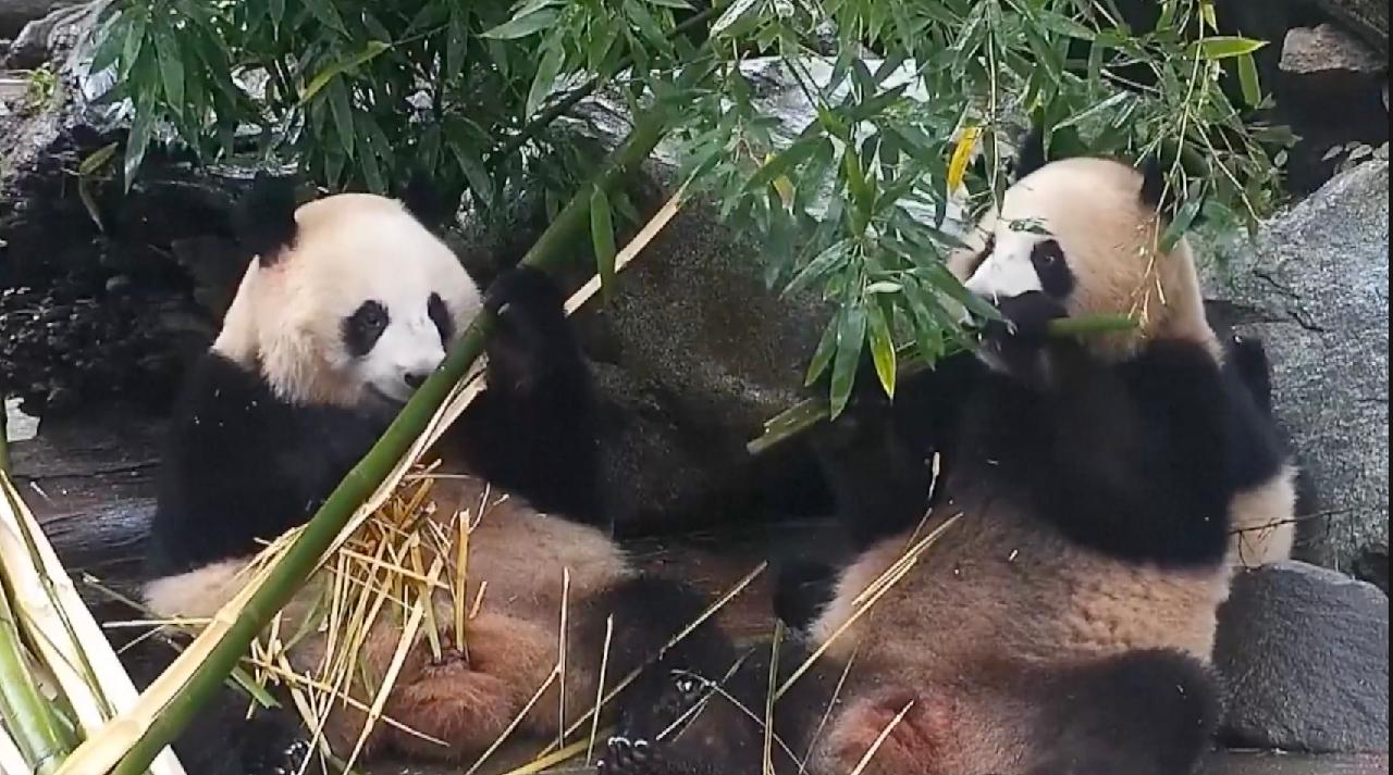 Panda family enjoy their afternoon tea - CGTN
