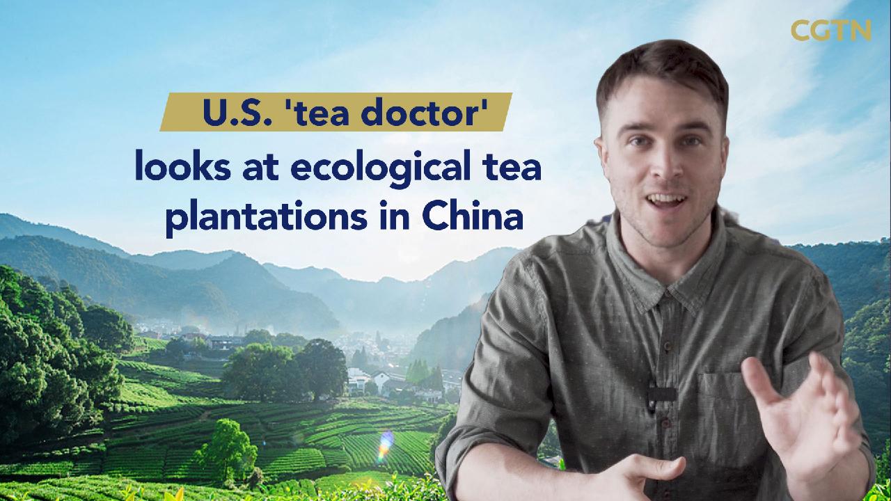 U.S. 'tea doctor' looks at ecological tea plantations in China - CGTN