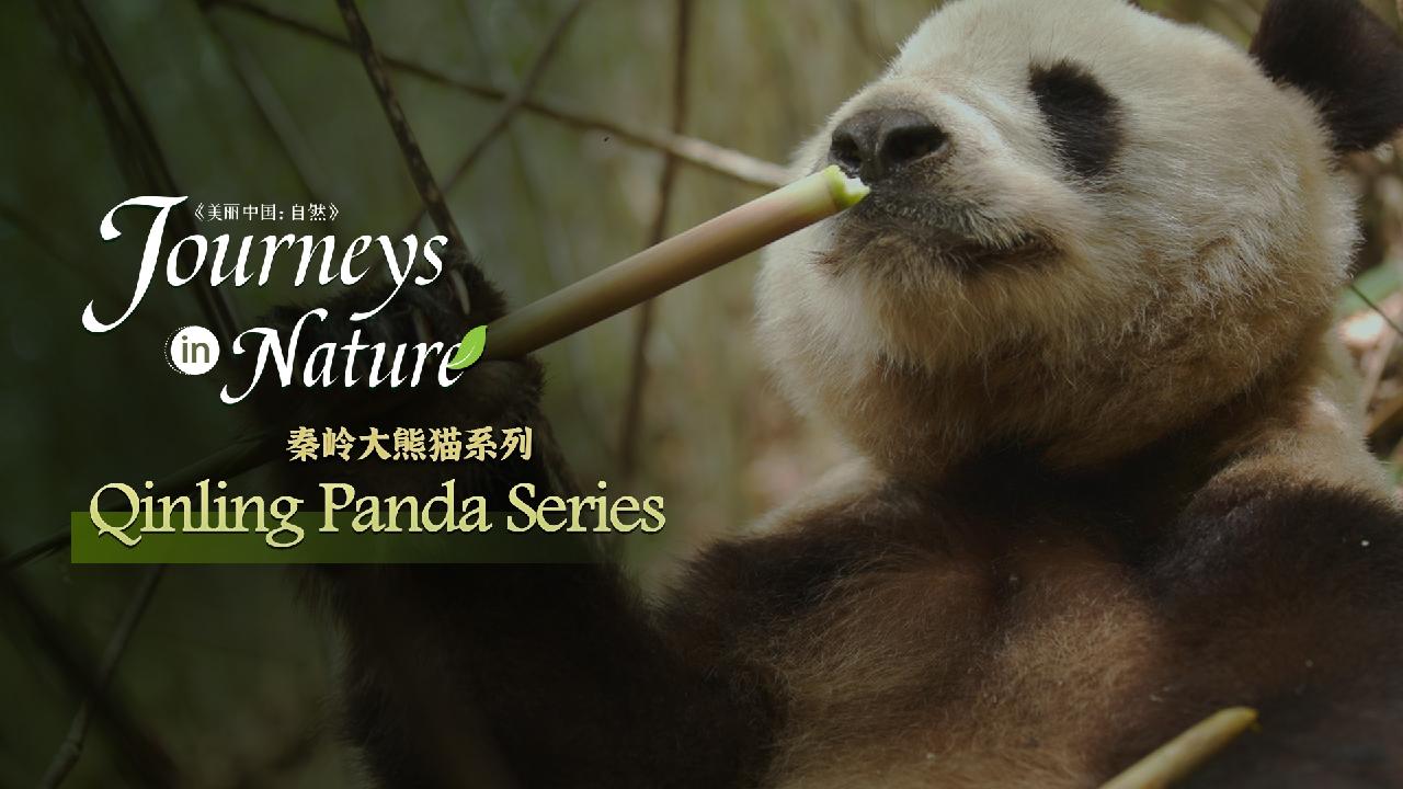 Qinling Panda Series Ep. 1: The 'bamboo cuisine' endorsed by pandas - CGTN
