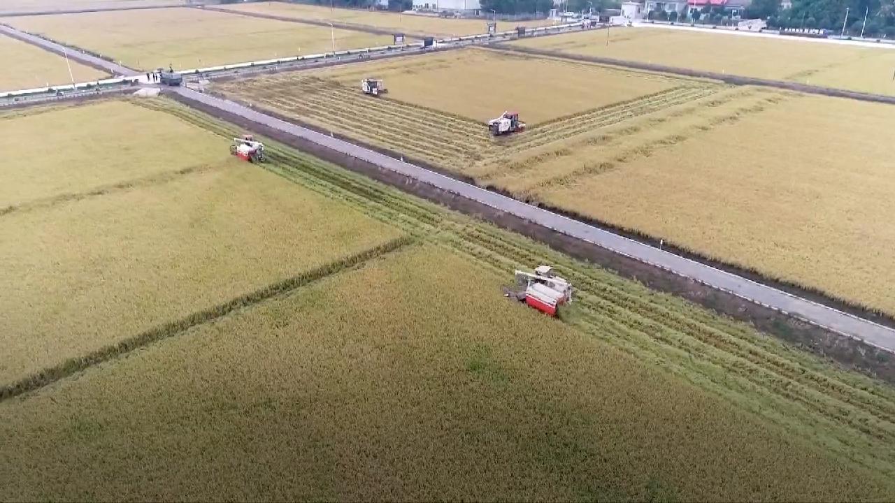 Farmers in Hunan embrace harvest season - CGTN