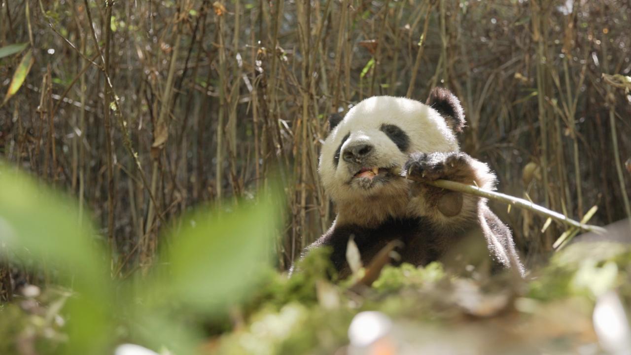 Look at the little panda - CGTN