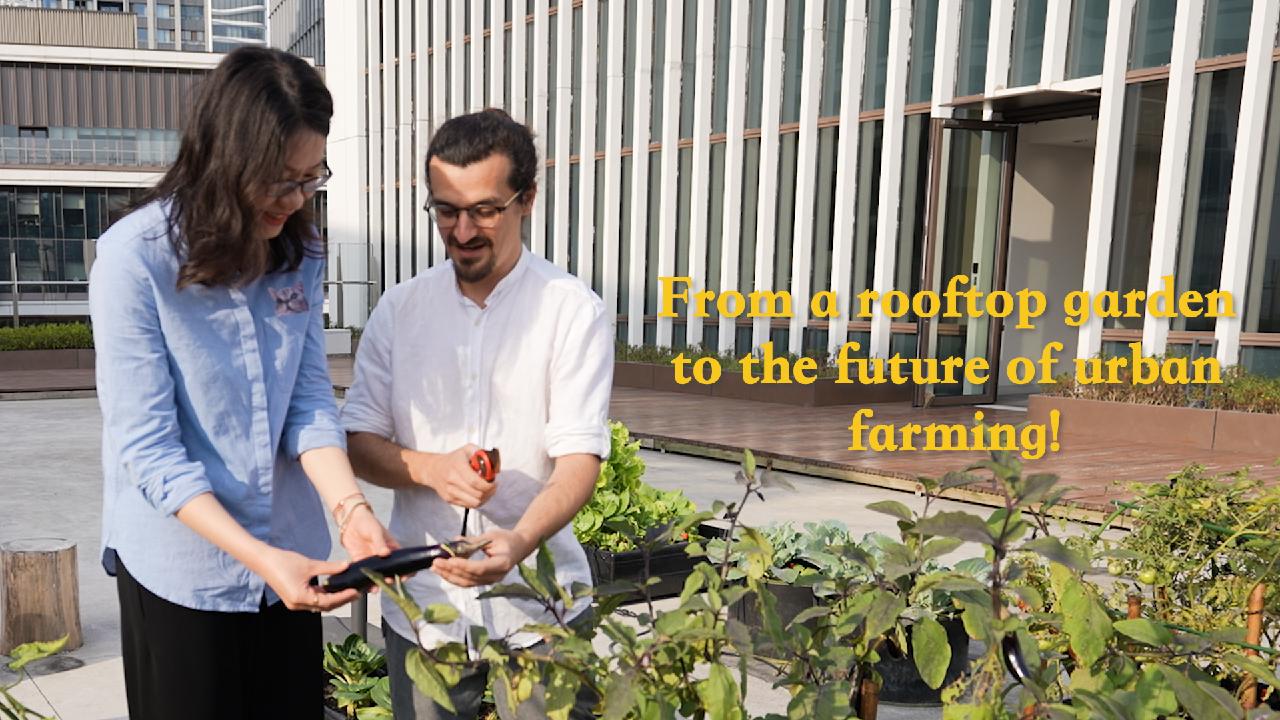 From a rooftop garden to the future of urban farming - CGTN