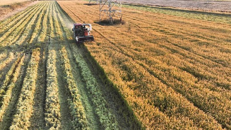 Forum on China-Africa agricultural cooperation opens in Hainan - CGTN