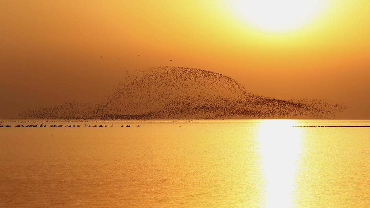Spectacular view of migratory birds at Poyang Lake - CGTN