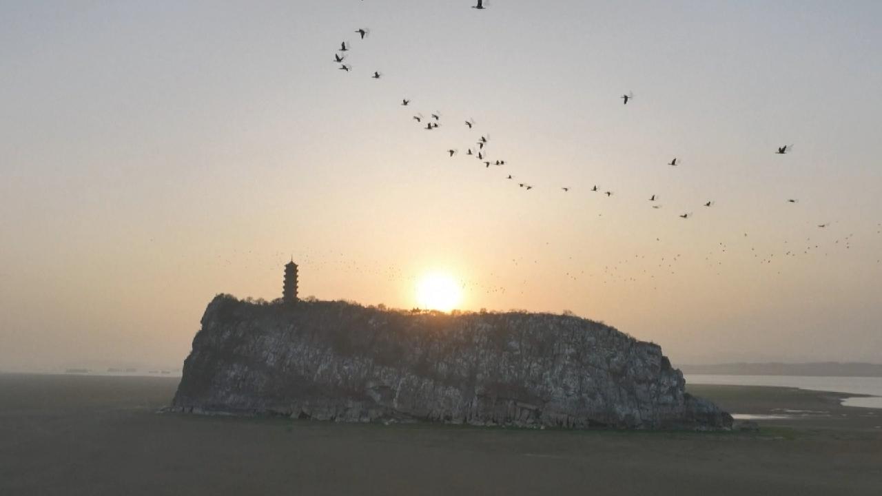 China's largest freshwater lake sees peak of wintering cormorants - CGTN