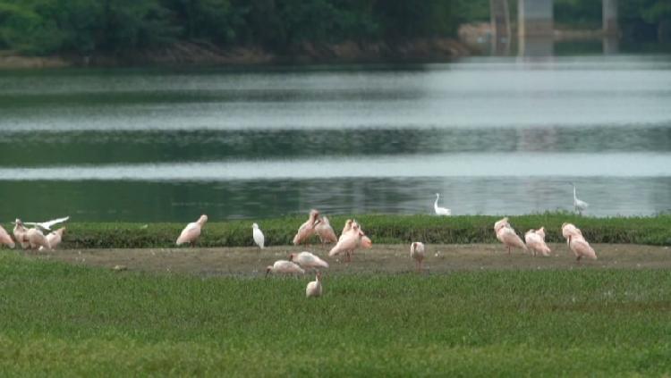 Preserving Habitats: The crested ibis - CGTN