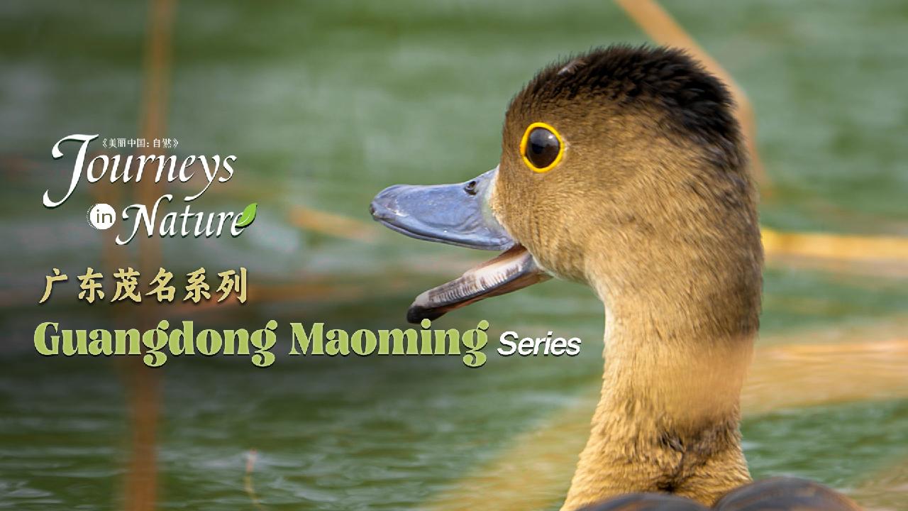 Guangdong Maoming Series Ep. 4: The vigilant duck brigade - CGTN