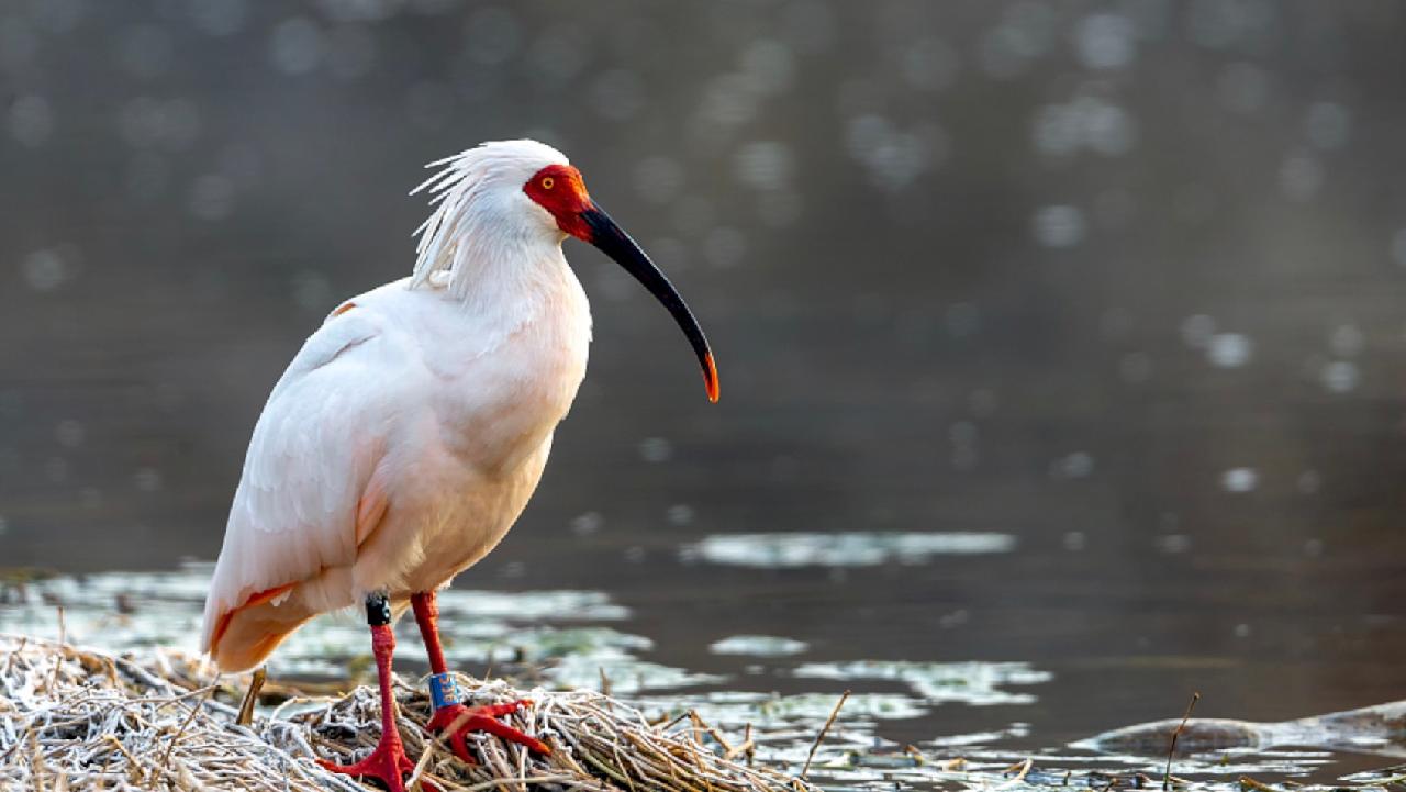 China's conservation efforts help crested ibis population grow - CGTN
