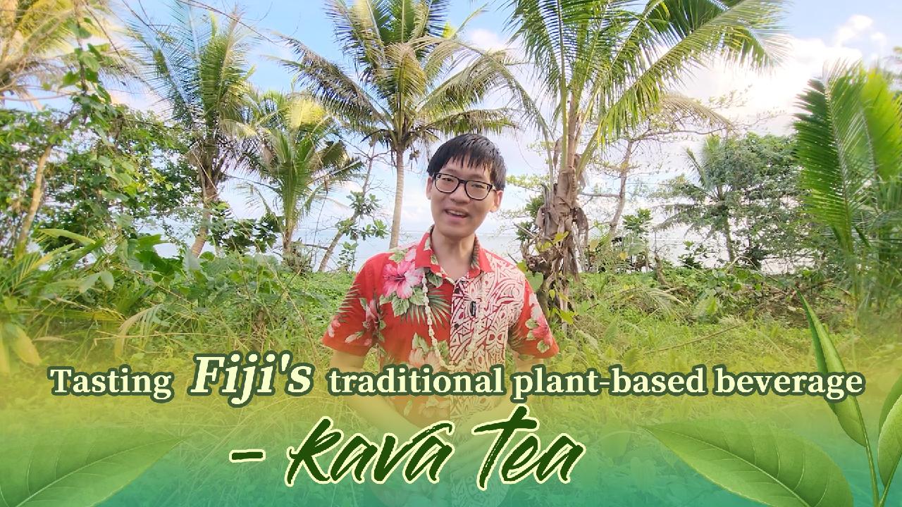 Tasting Fiji's traditional plant-based beverage – kava tea - CGTN