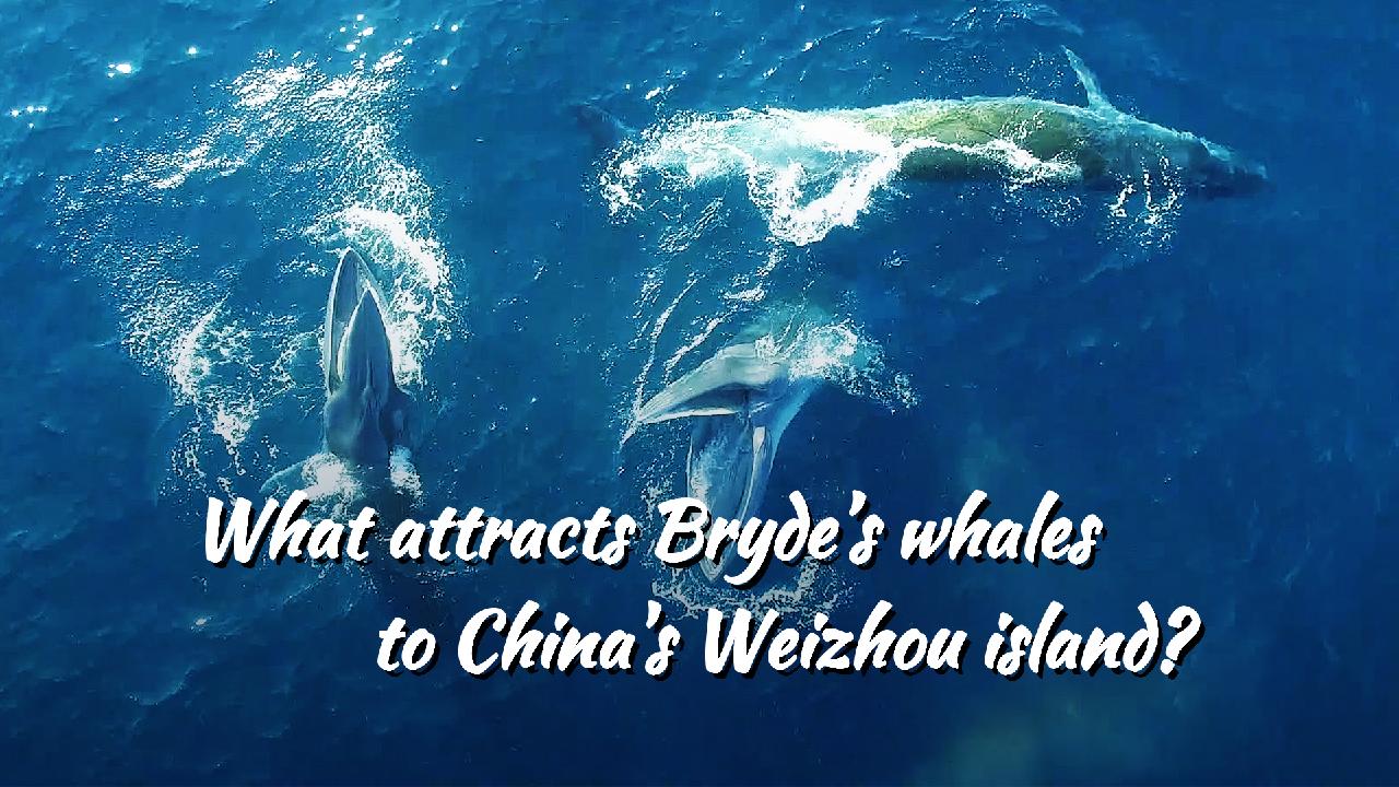 What attracts Bryde's whales to China's Weizhou island? - CGTN