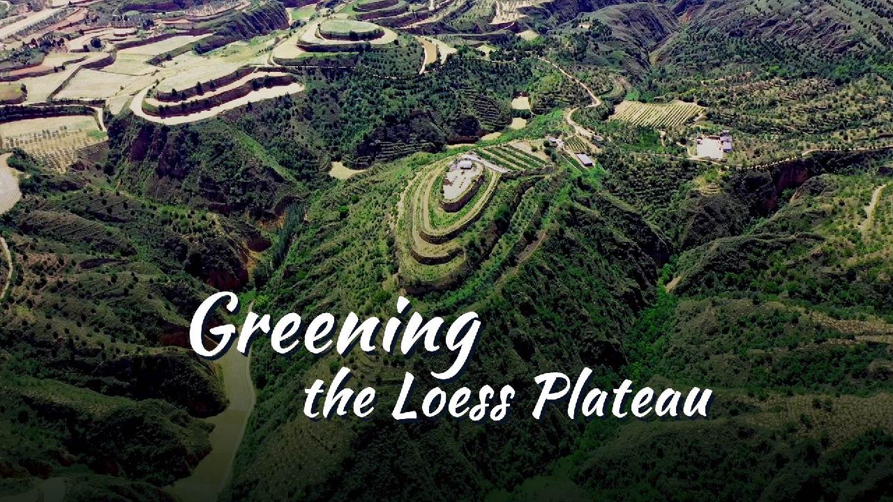 Greening the Loess Plateau - CGTN