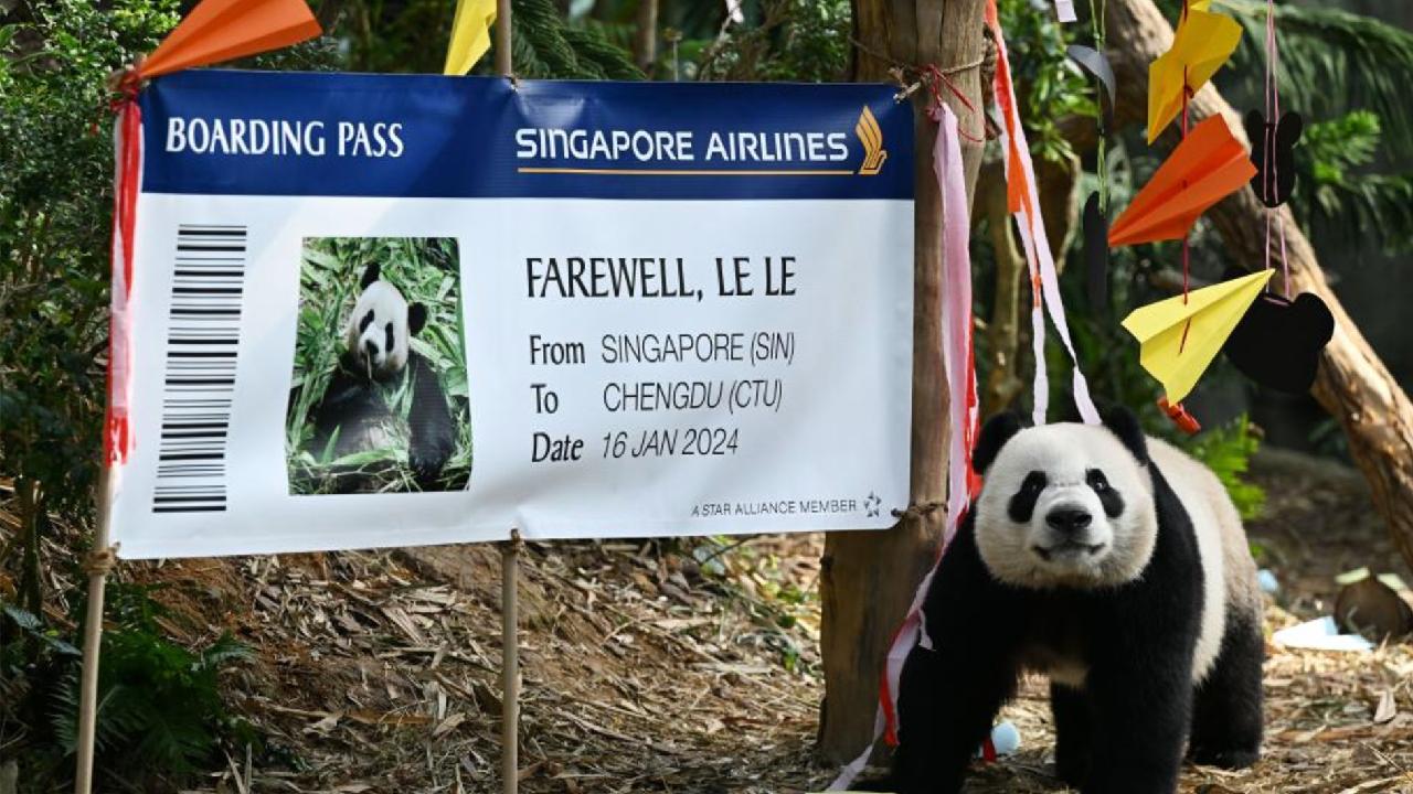 Singapore-born panda makes final appearance before returning to China ...