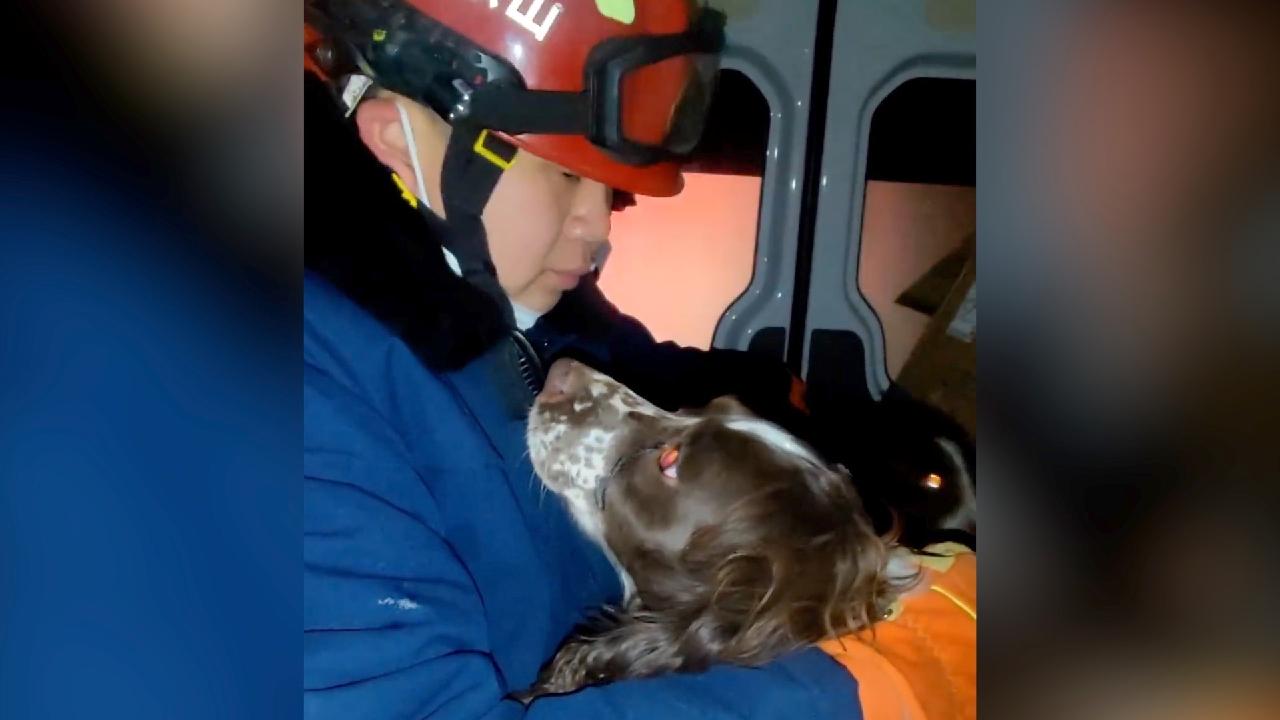 Sniffer dogs help search for survivors in quake-hit areas - CGTN