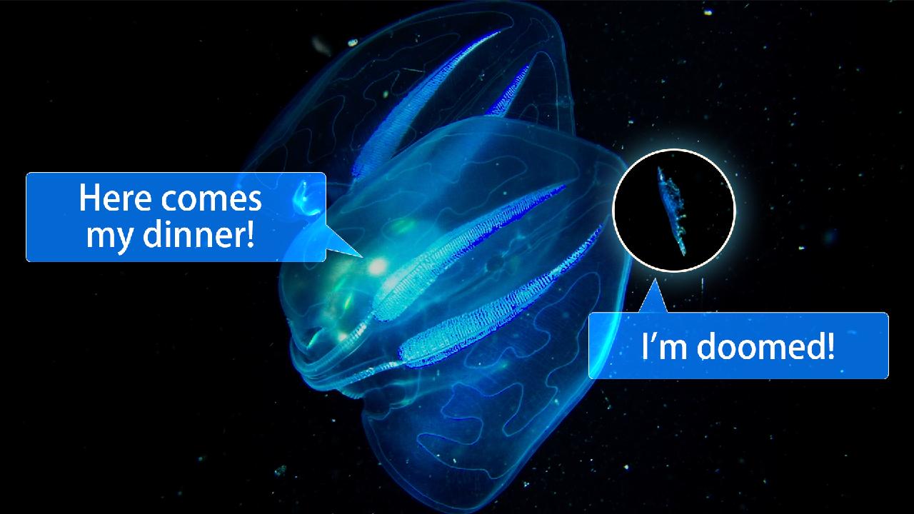 Shiny trap set by comb jelly in darkness - CGTN