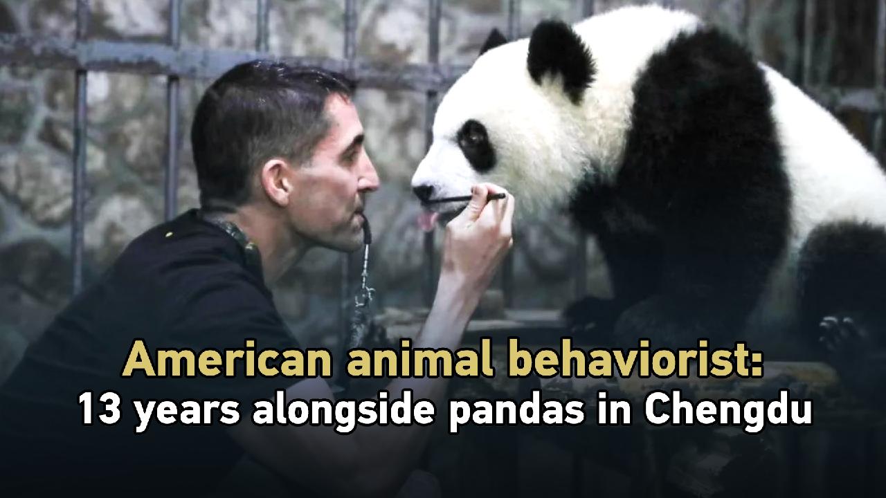 American animal behaviorist: 13 years alongside pandas in Chengdu - CGTN