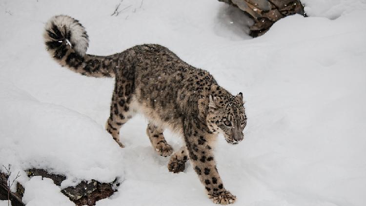 Snow leopard's hunt captured on camera in NW China's Xinjiang - CGTN