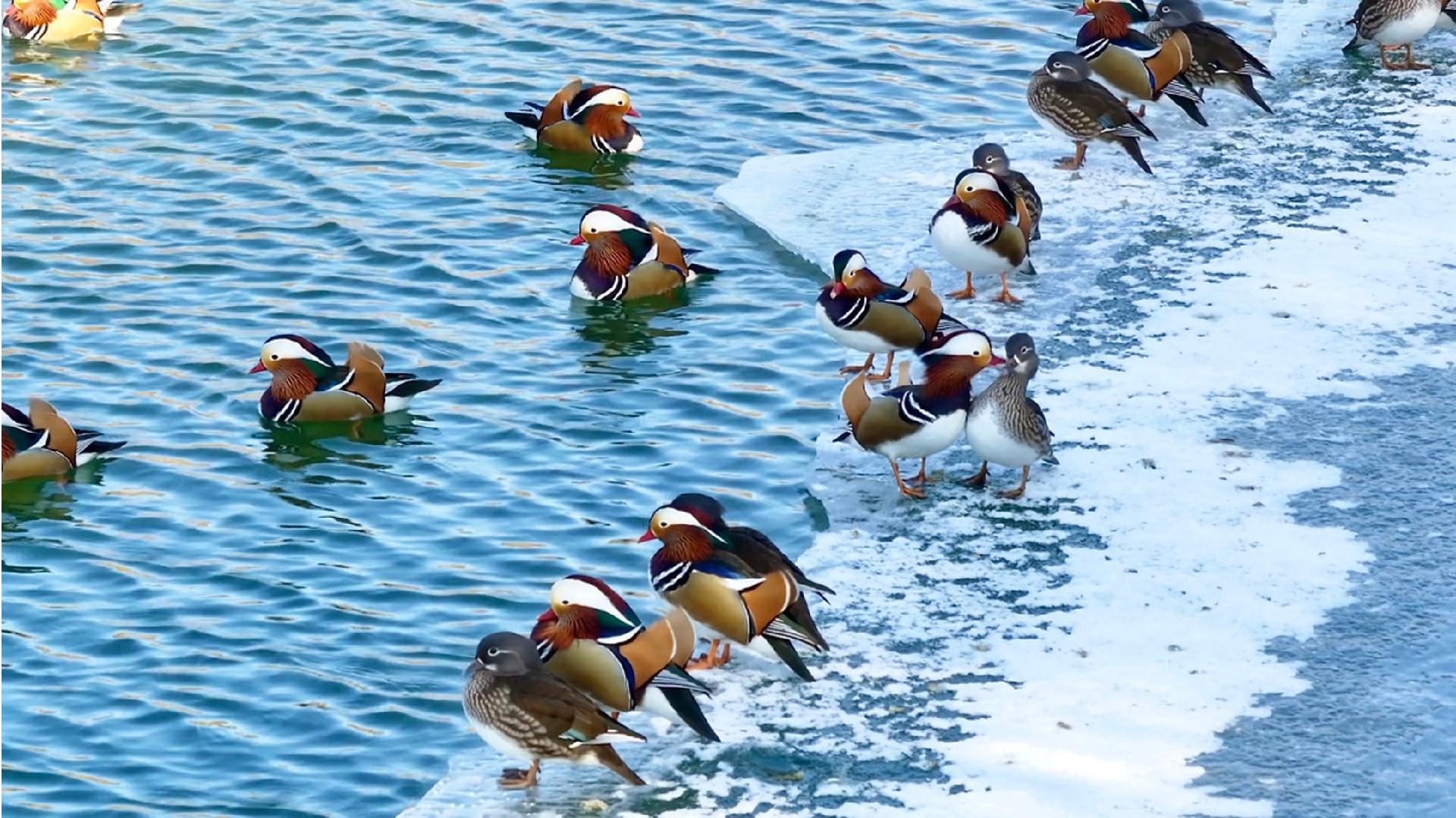 Hundreds of colorful mandarin ducks inhabit wetland in N China - CGTN