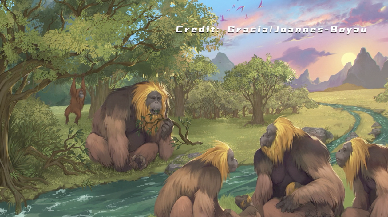 Researchers find evidence of how the largest ever primate went extinct ...
