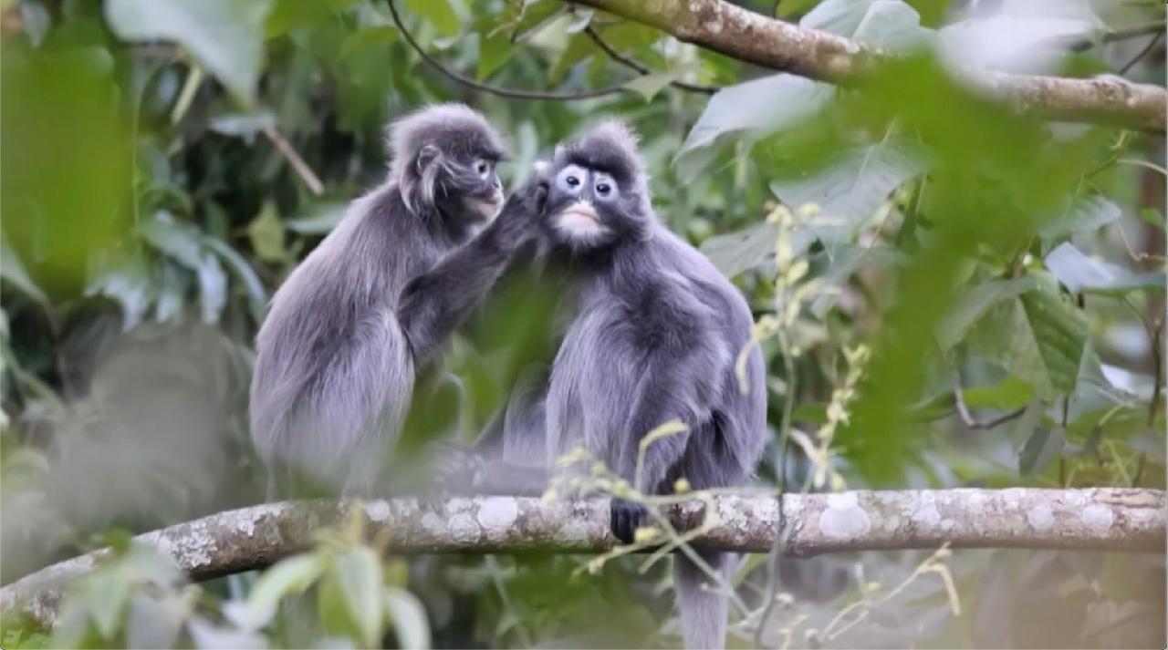 Phayre's leaf monkeys cuddle in SW China's Yunnan Province - CGTN