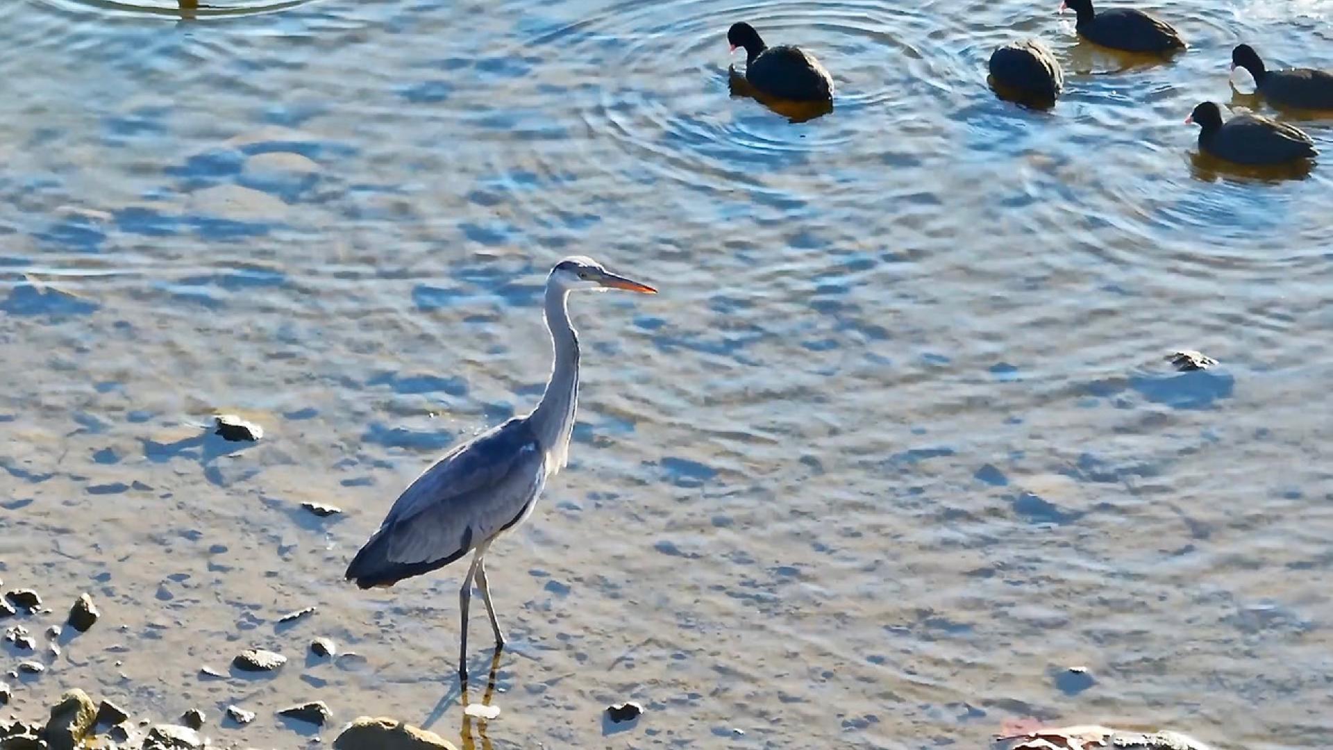 Rare migratory birds inhabit wetlands in N China's Shanxi - CGTN