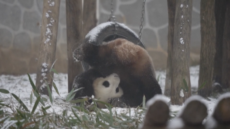 Giant pandas enjoy snow at Qinling breeding center - CGTN