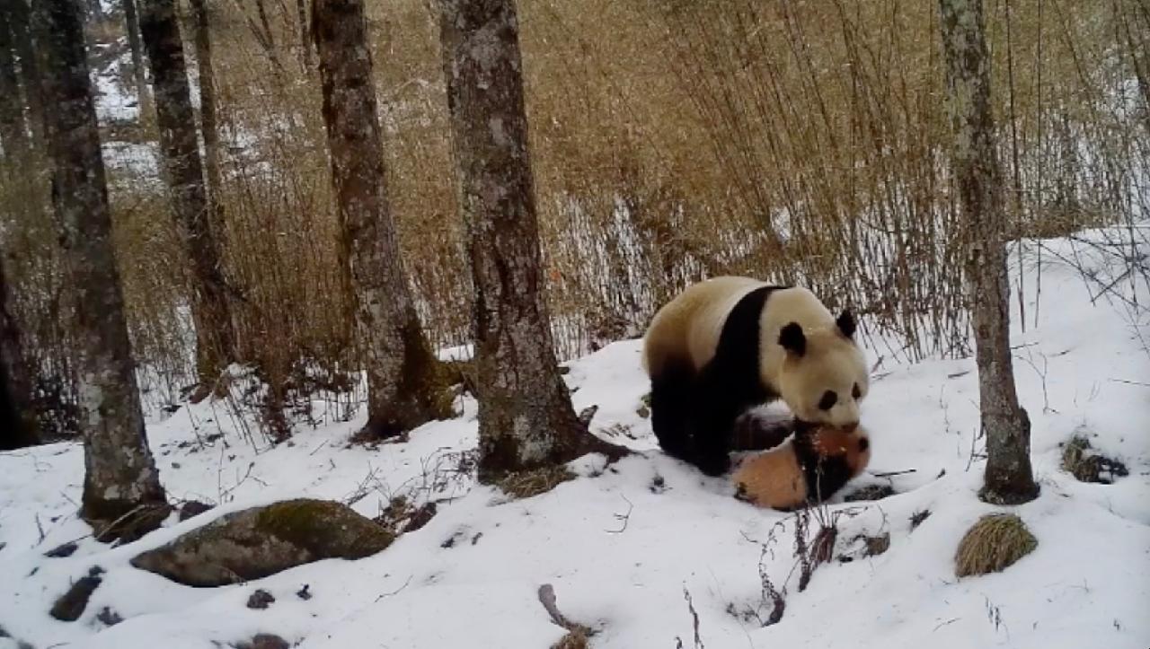 Wild animals raising their babies in Qinling Mountains - CGTN