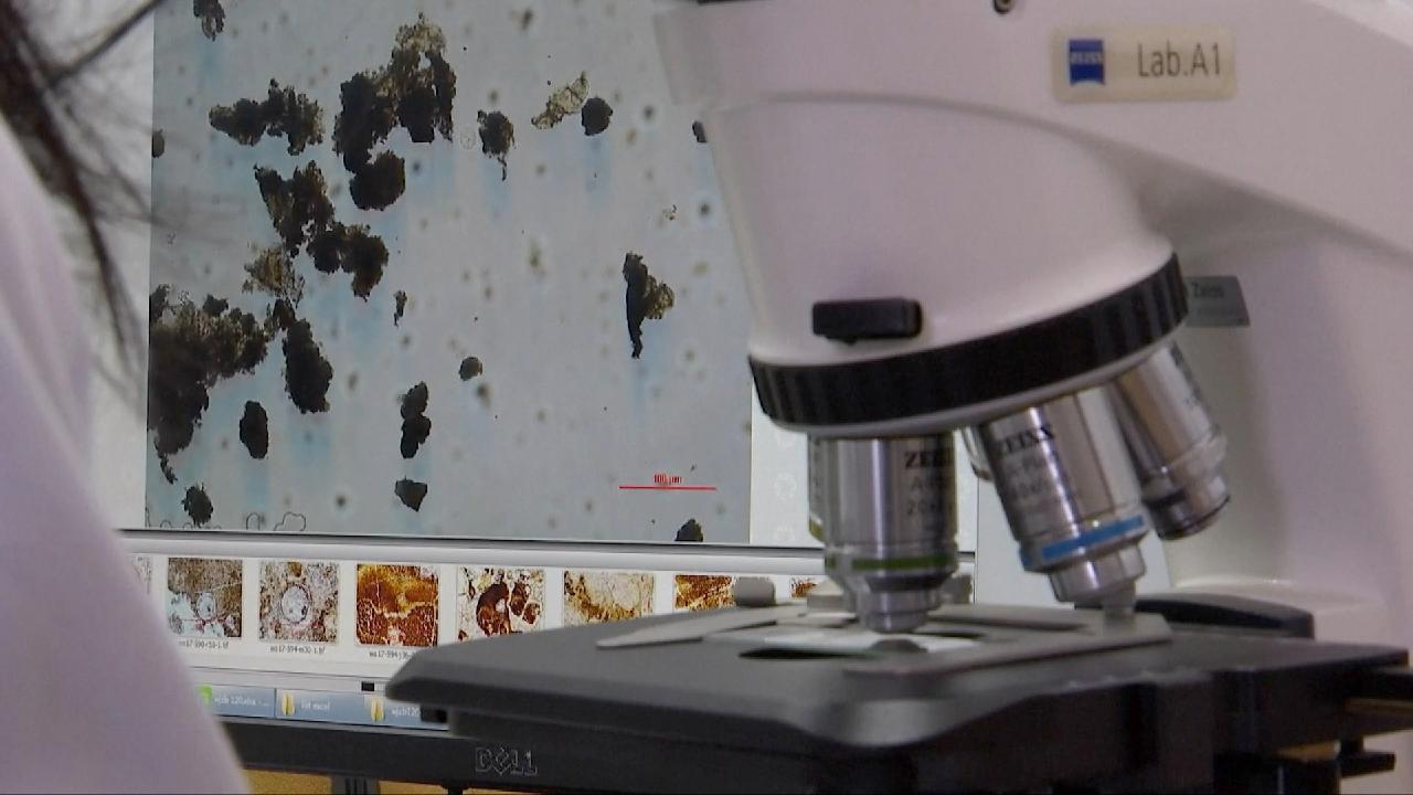 Oldest multicellular eukaryote fossils found in north China - CGTN