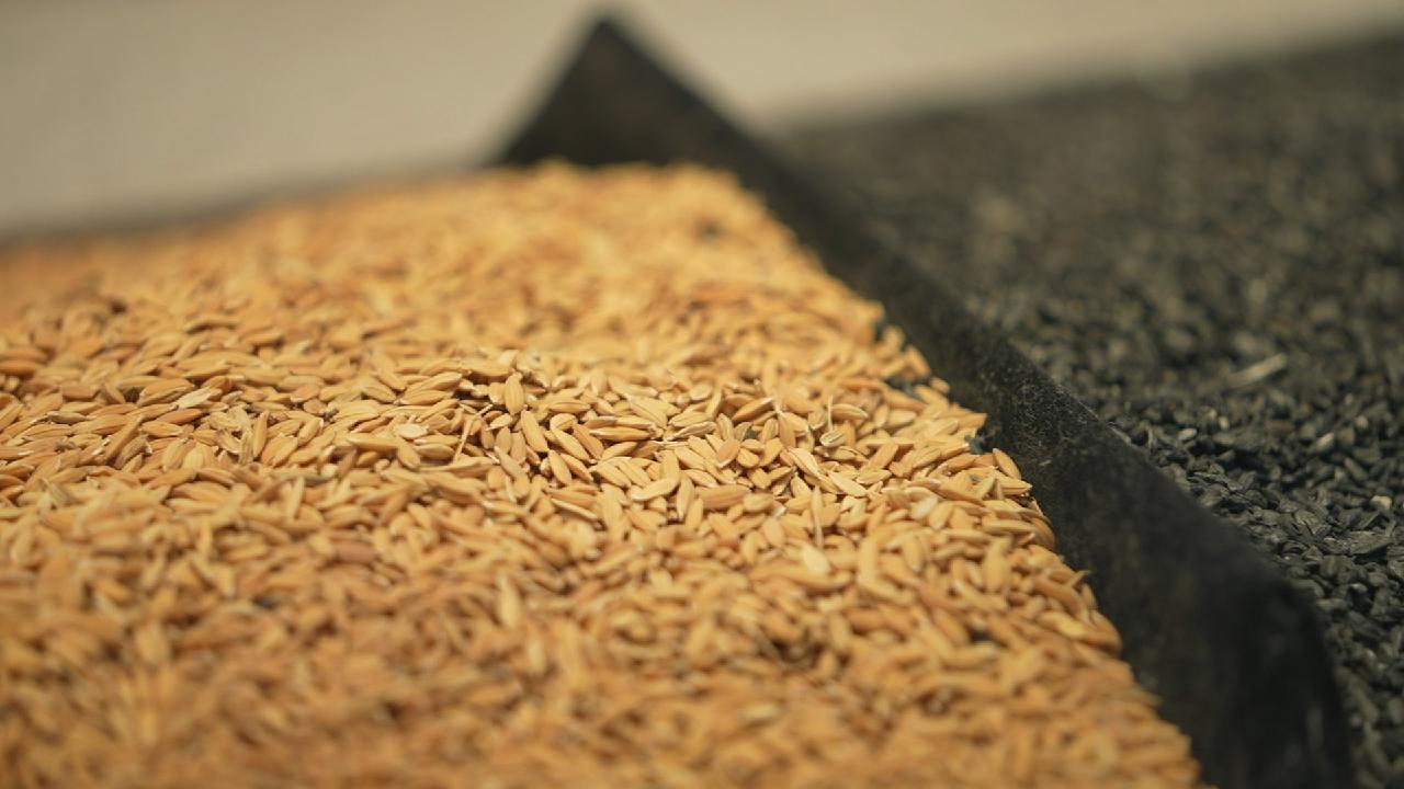A glimpse of five millennia: charred rice spikelet - CGTN
