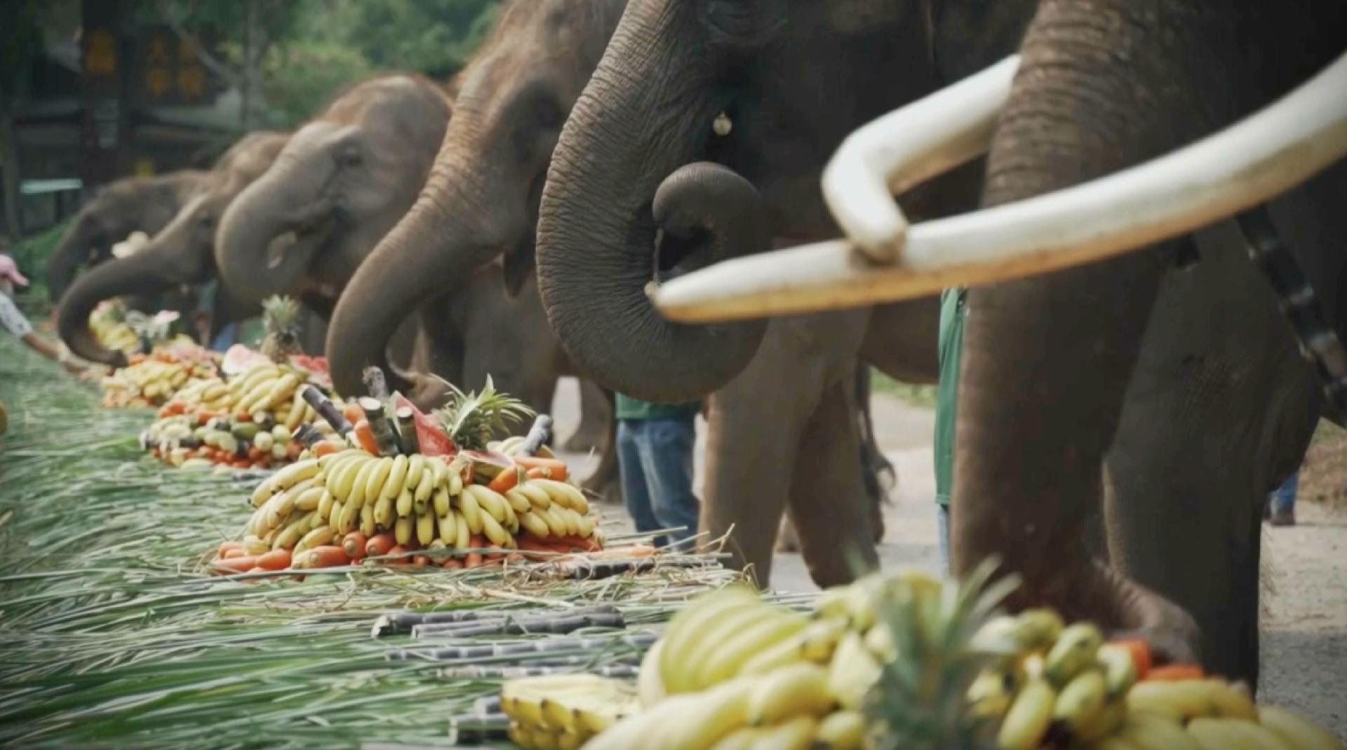 Asian elephant celebrates the Year of the Dragon in Yunnan Province - CGTN