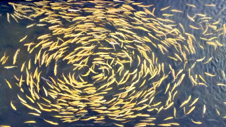N China fish farm sees surge in Spring Festival sales - CGTN