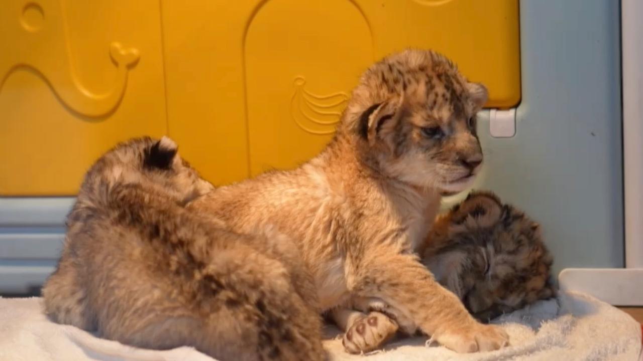 Over 30 newborn animals make first public appearance at Shanghai Zoo - CGTN