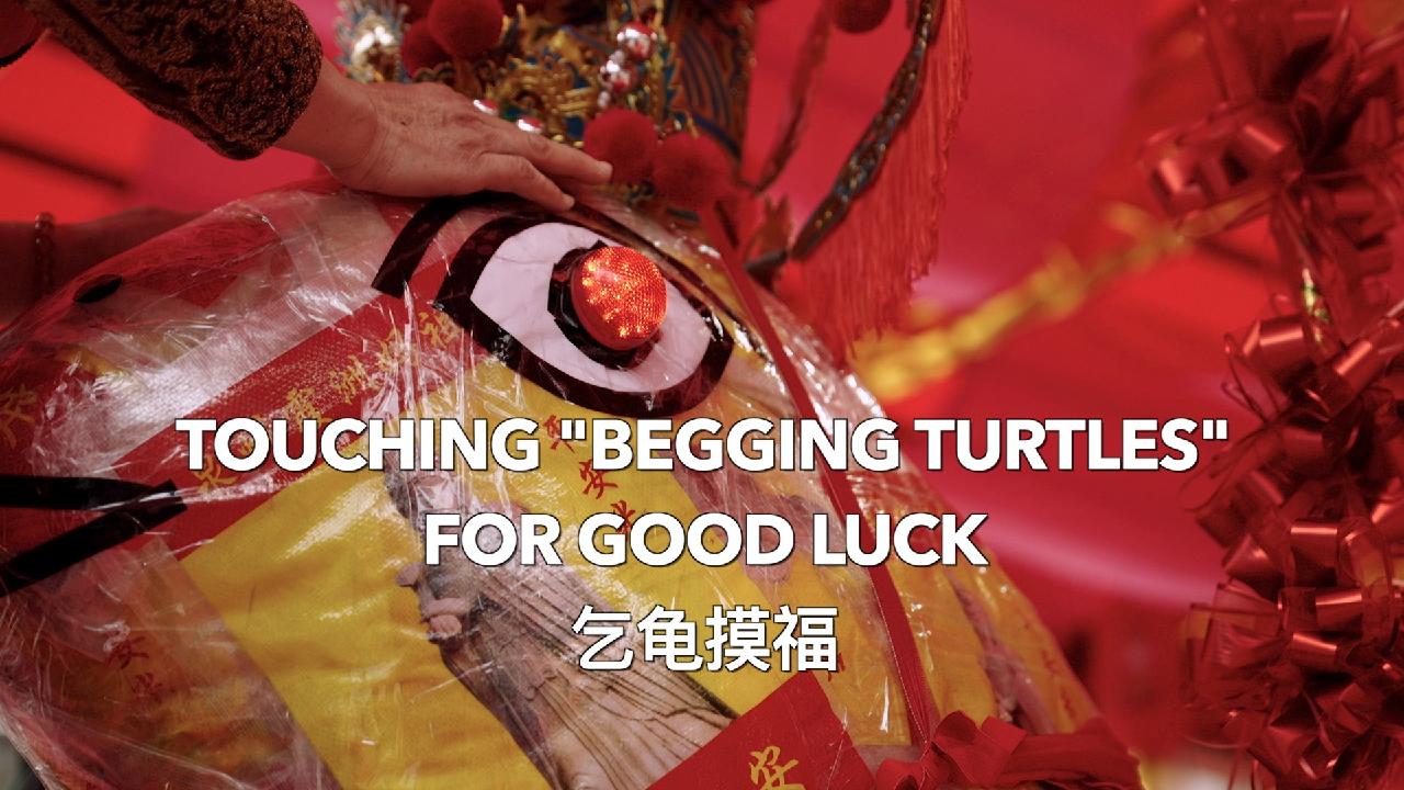 Touching 'Begging Turtles' for good luck - CGTN