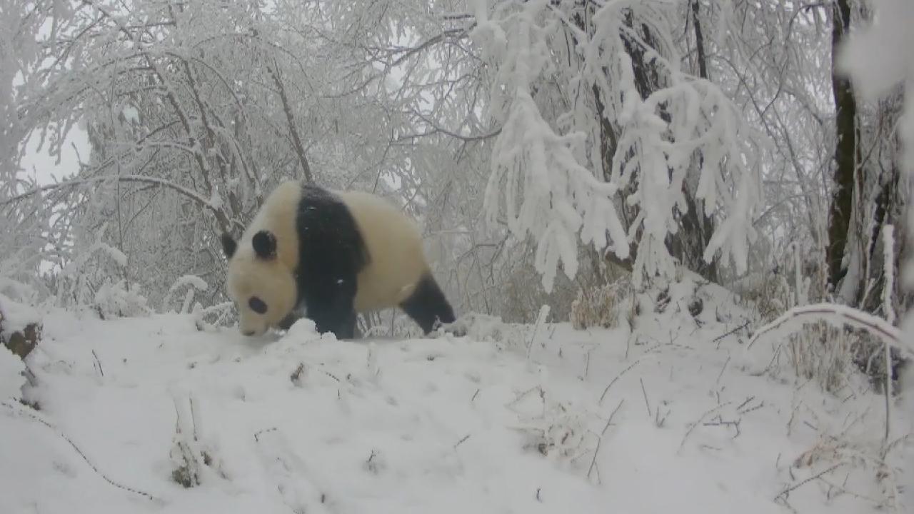 Wild giant panda spotted walking in the snow - CGTN