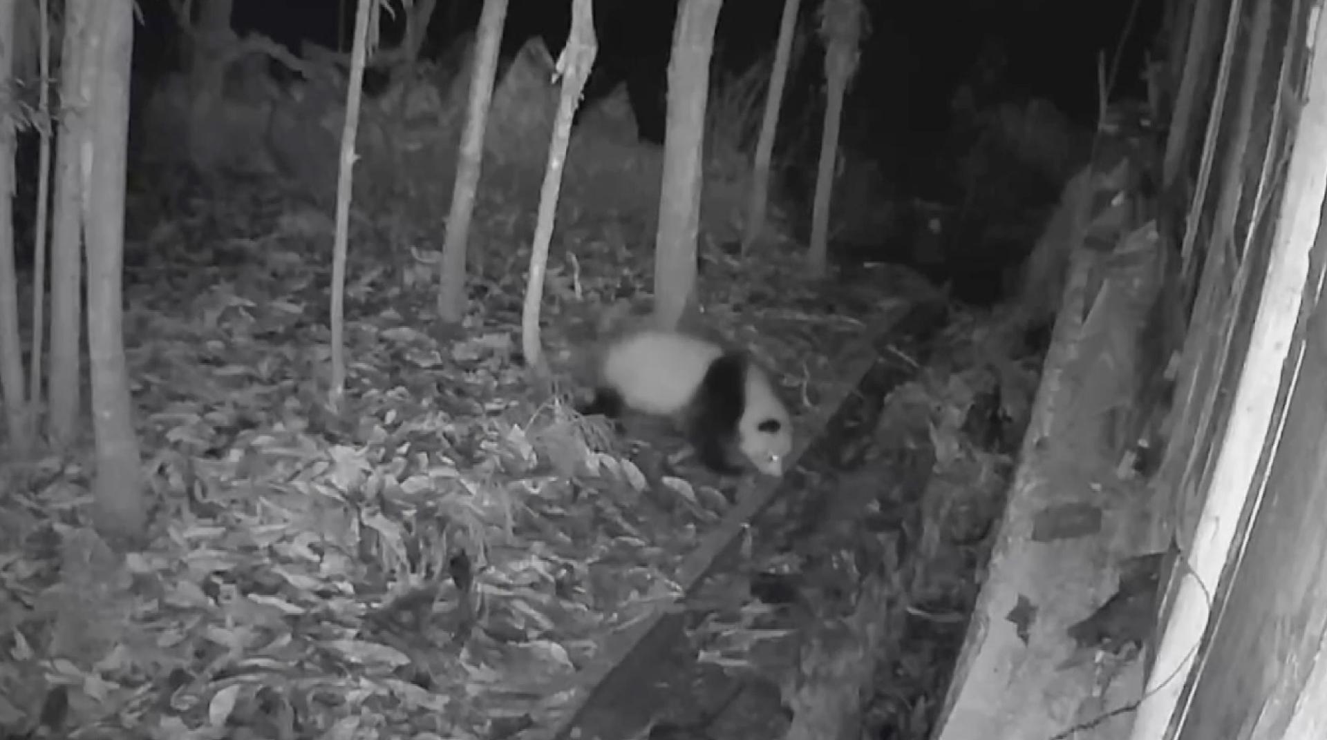 Giant panda wanders into villager's courtyard in SW Sichuan Province - CGTN