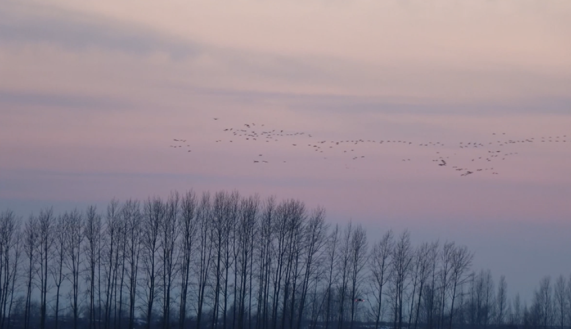 Tens of thousands of migratory wild geese arrive in Heilongjiang - CGTN