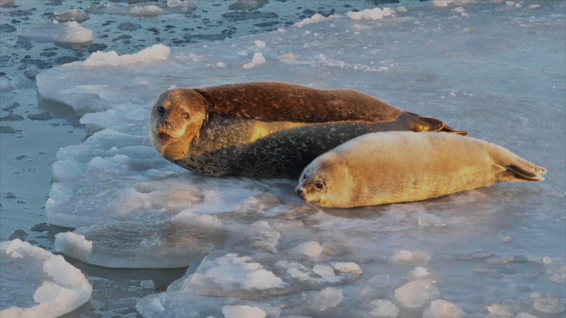 Spotted seal population sees steady increase in Liaodong Bay - CGTN