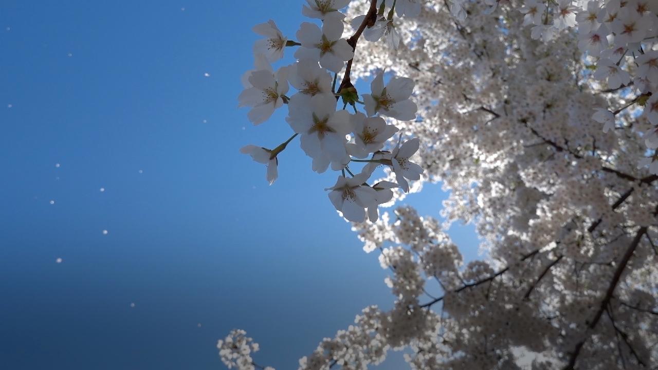 World Sleep Day: Timeless verse depicts a calm spring night's slumber ...