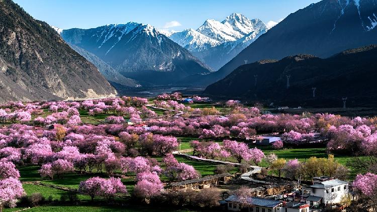 Breathtaking spring scenery boosts tourism in Xizang - CGTN