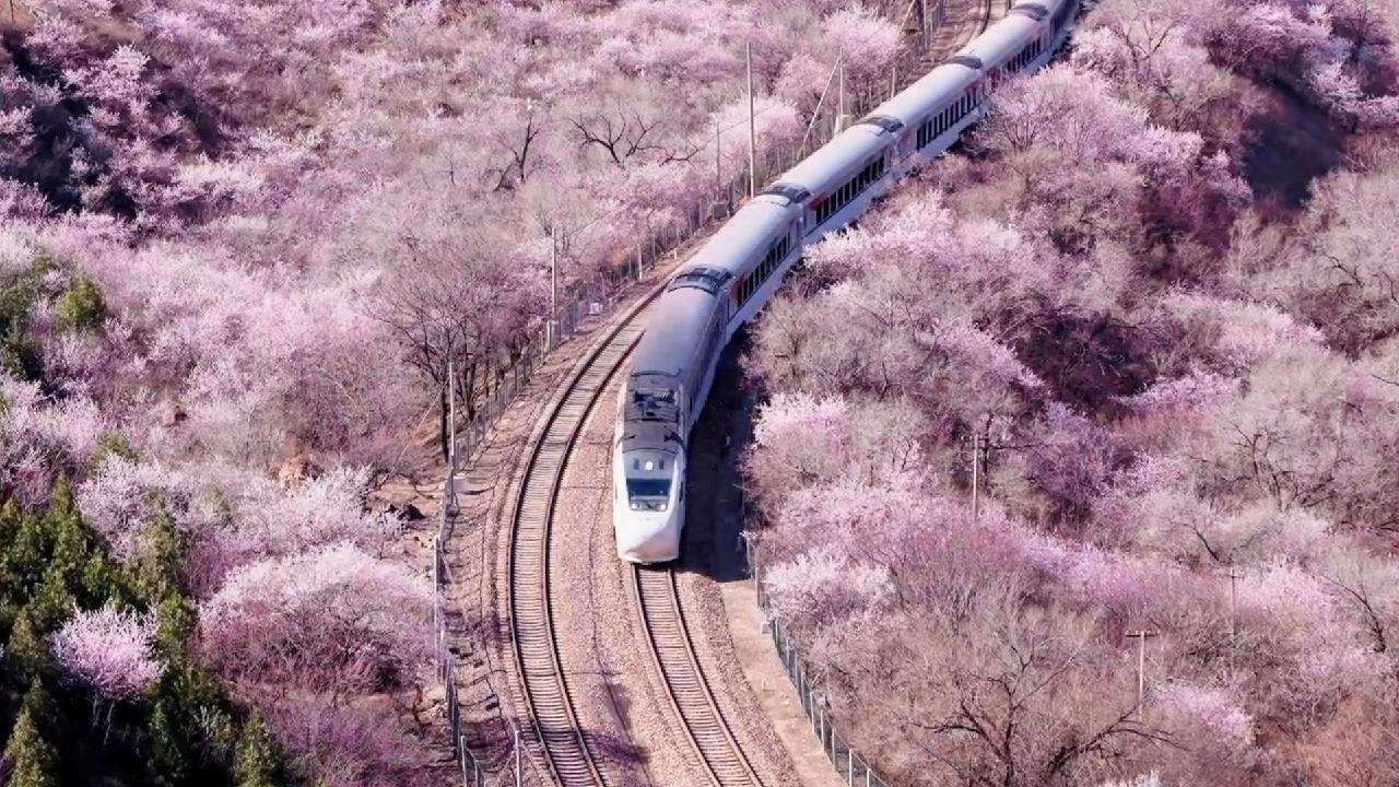 Train runs amid blooming flowers near the Great Wall in Beijing - CGTN