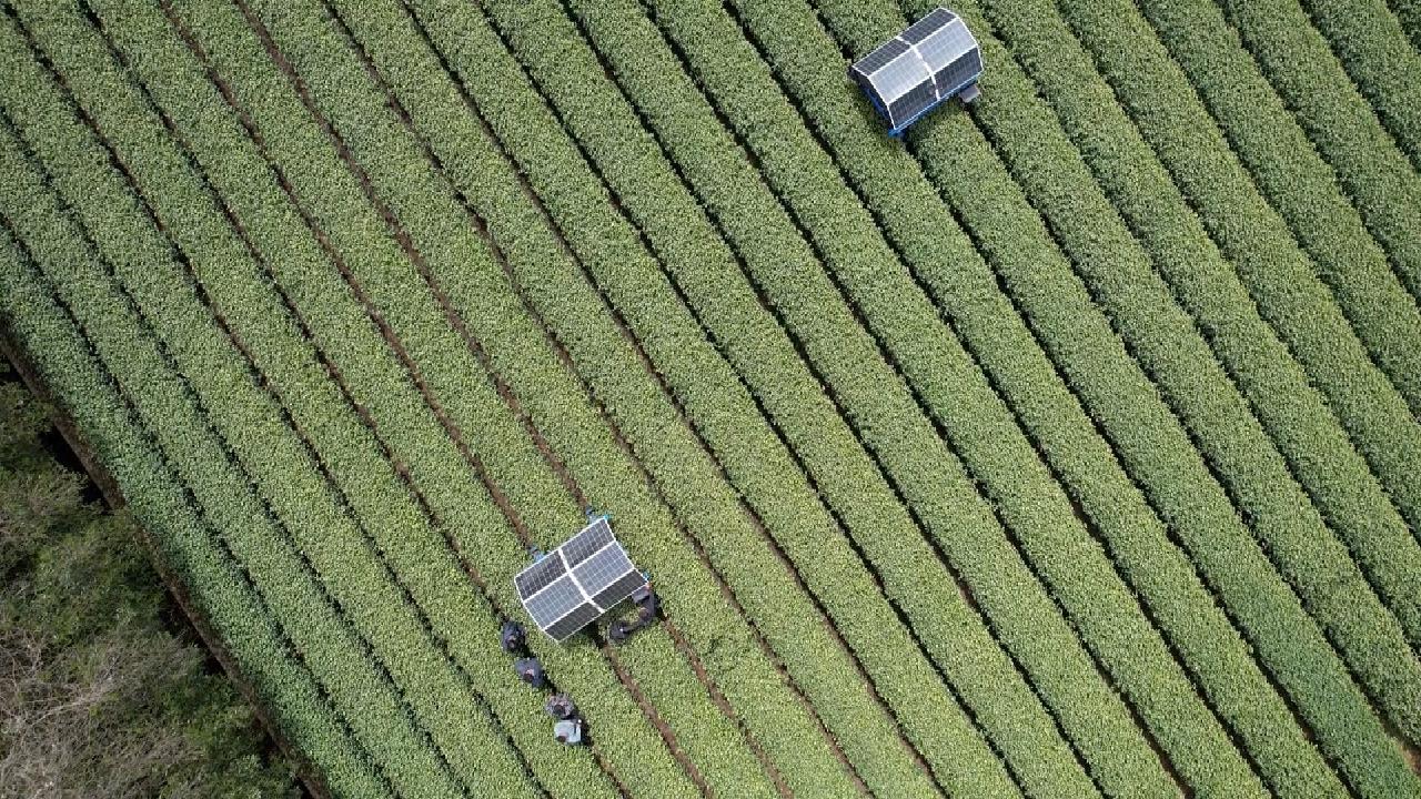Robots help harvest tea in Hangzhou - CGTN