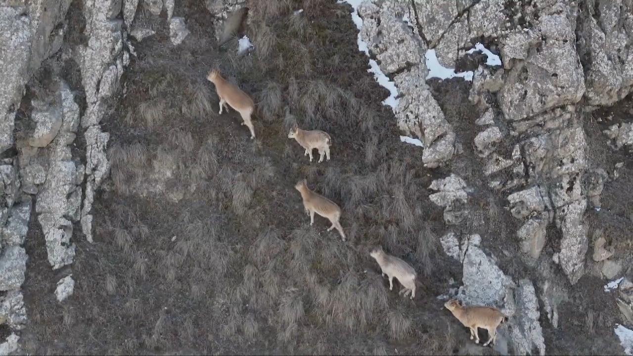 Siberian ibexes spotted in Kunlun Mountains, NW China's Xinjiang - CGTN
